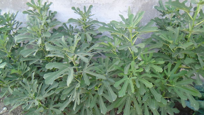 Butasi Smochin de munte rosu sau verde - adrian1