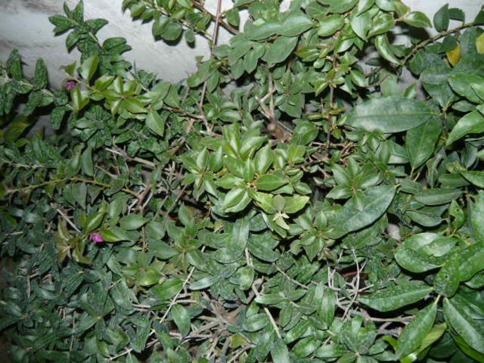 Bougainvillea floarea de hartie de vanzare - flowershop