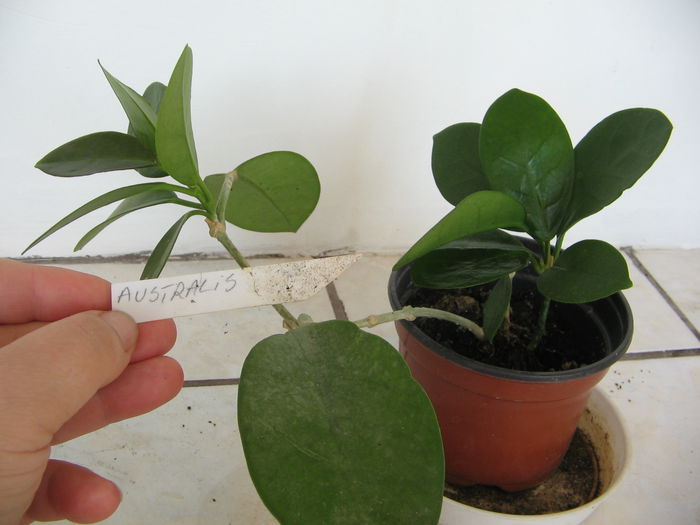 A DISPONIBIL HOYA - corinap