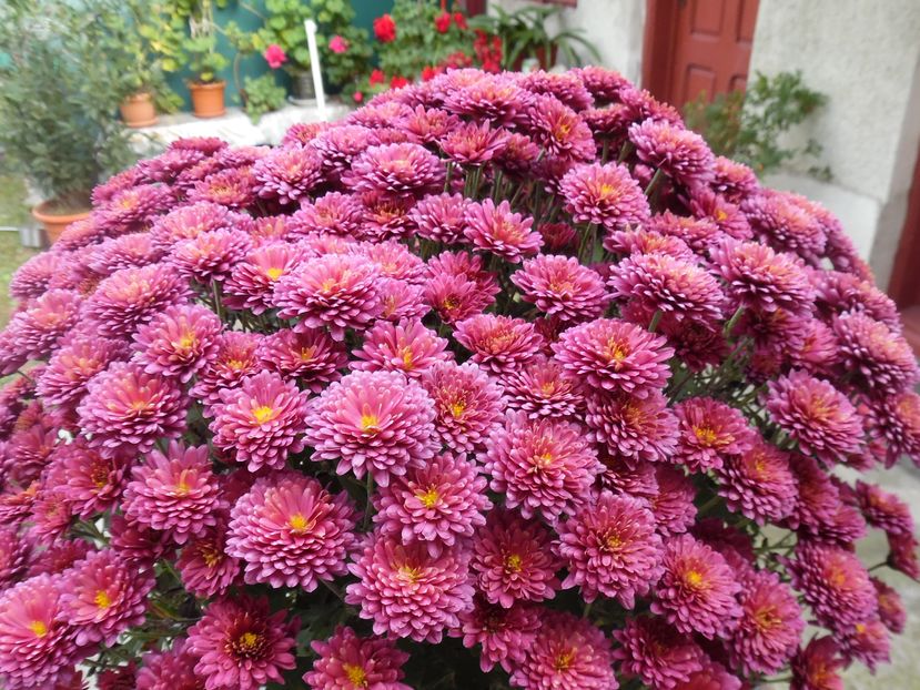 crizanteme tufanici margarete aster - teiagarden