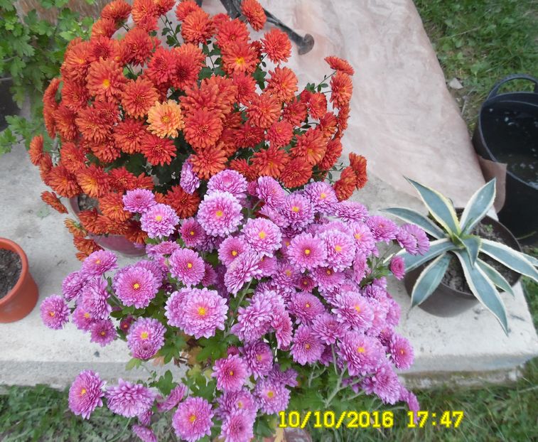 tufanici margarete aster - teiagarden