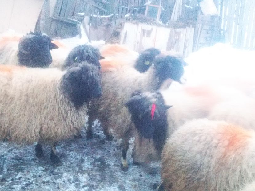 miei si oi carabase de brastavatu - alergatoareindiana - Pagina 2