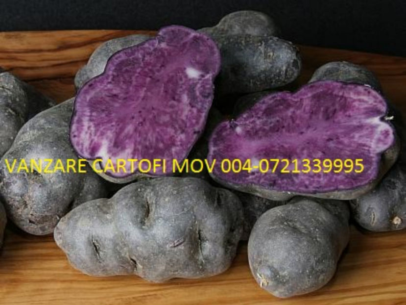Cartofi mov violet albastri Peruvian ACUM si in Romania 0721339995 ...