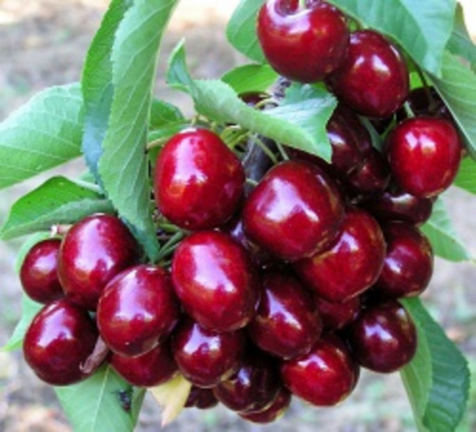 Valery Cikalov - adriandinu67