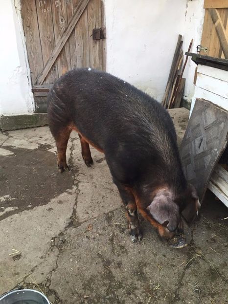 Porci duroc rasa pura - costelflutur