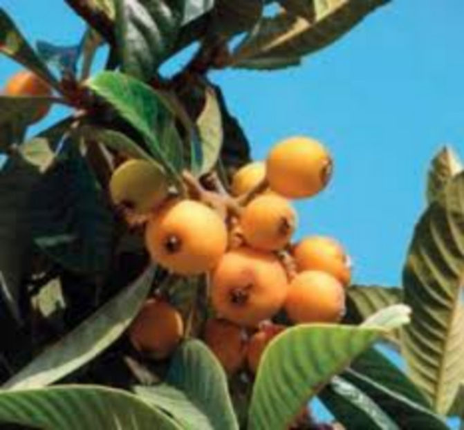 Mosmon Japonez - Mosmon Japonez Eriobotrya Japonica - adriandinu67