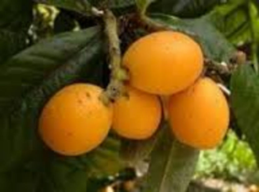 Mosmon J. - Mosmon Japonez Eriobotrya Japonica - adriandinu67