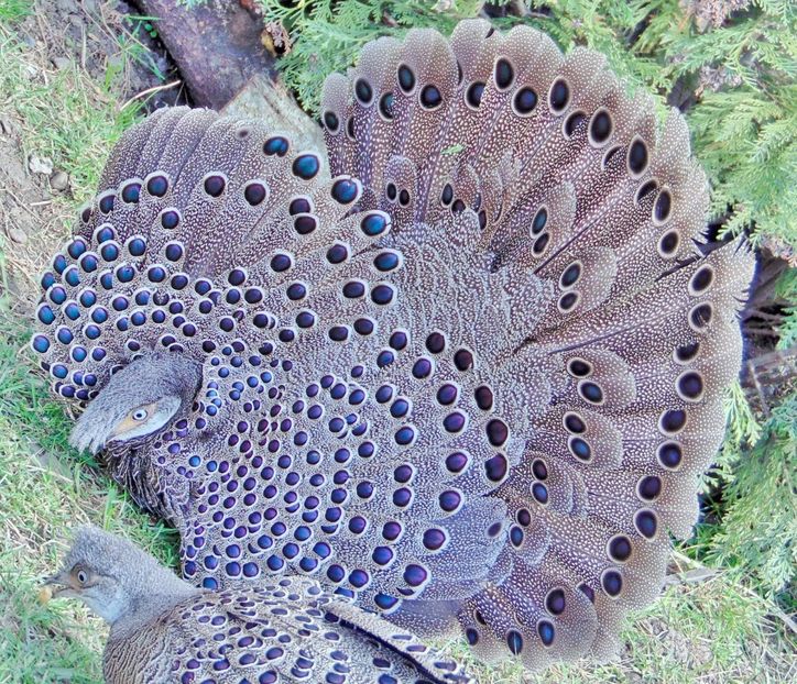 Fazanul paun gri Polyplectron bicalcaratum - pasariexoticedevanzareiasi