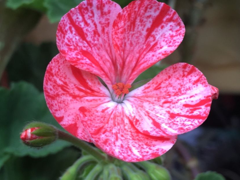 Mosaic Red - isimona