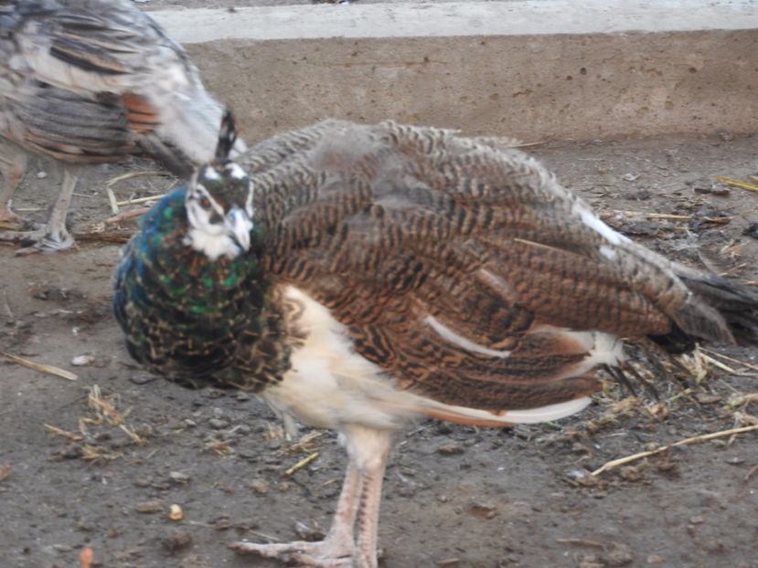 02- -PAUNI DE VANZARE - ilieadrian