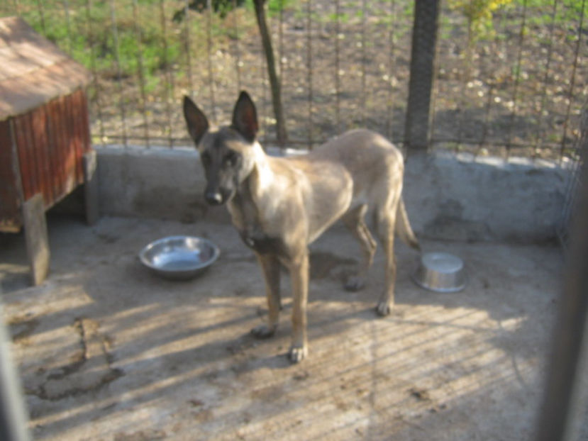 Lup Belgian Malinois - arthura17
