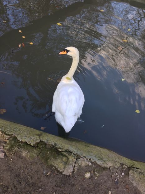 Lebede - maricaoctavian