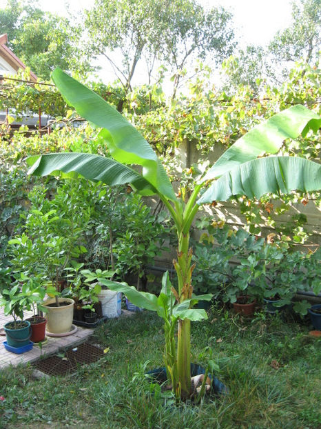 Banan - gainisicocosi - Pagina 11