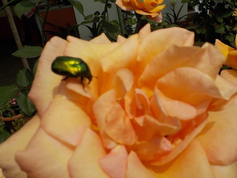 Flori si insecte - felicita