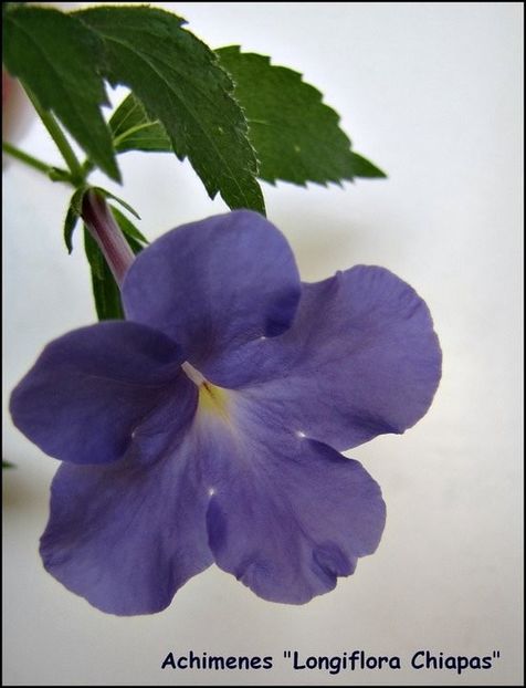 Longiflora Chiapas - MiculParadis