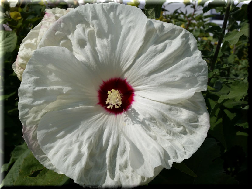 Hibiscus moscheutos - semințe de vănzare - AbutilonExot