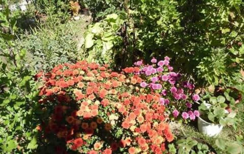 tufanici margarete aster - teiagarden