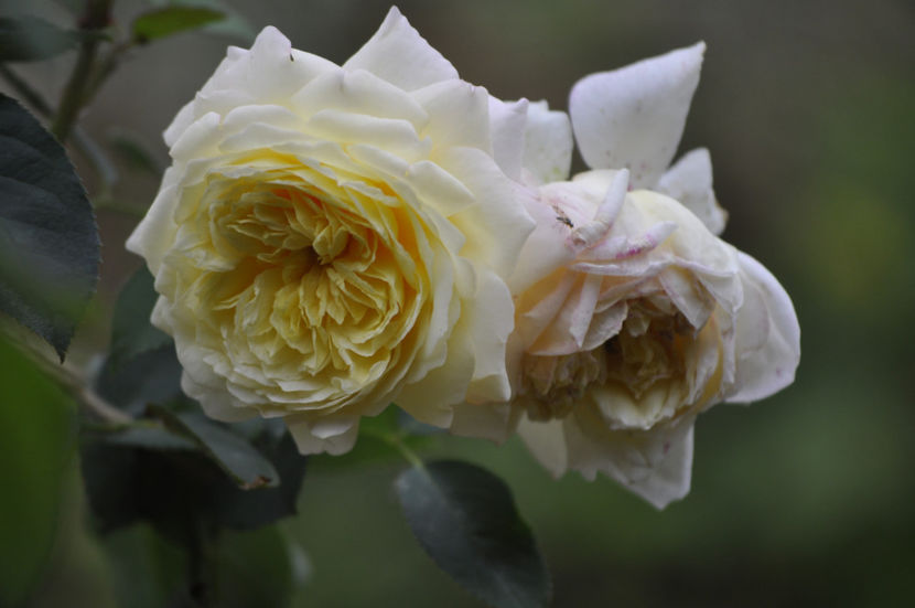 Nouchette - rozemaria