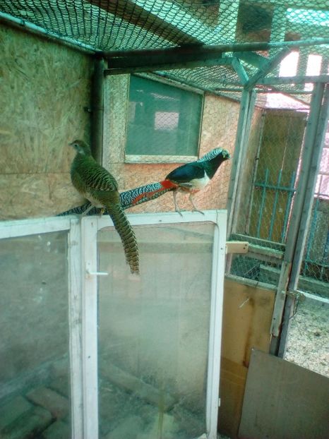 Pereche Fazani Diamant - fazanidambovita