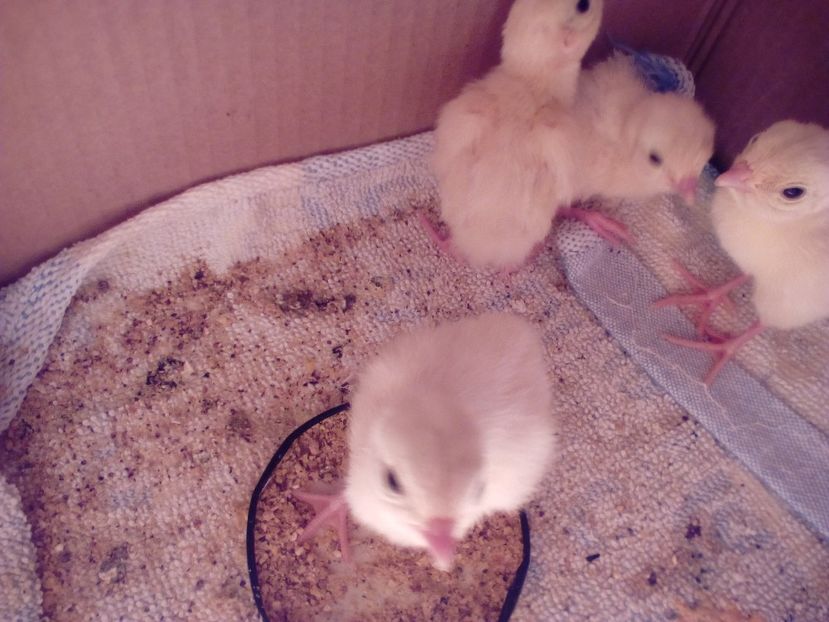 Pui fazan comun alb 2020 - fazanidambovita