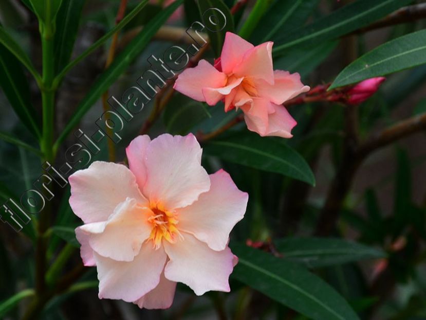 Leandru -Nerium - Oleandru II - florisiplante - Pagina 4