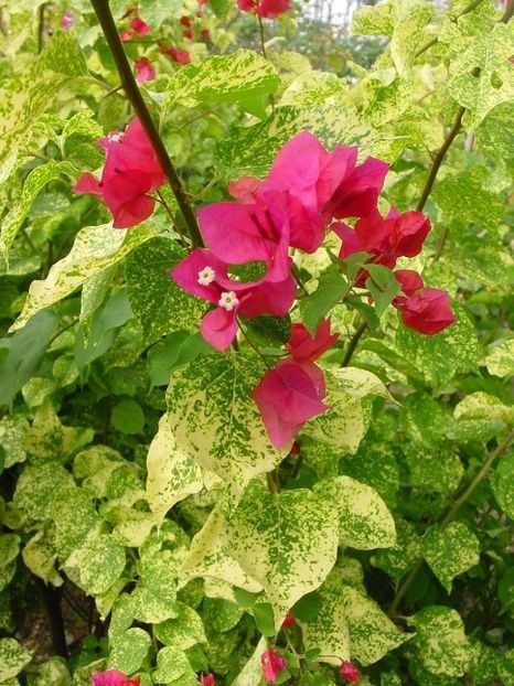 Red Fantasy - isimona