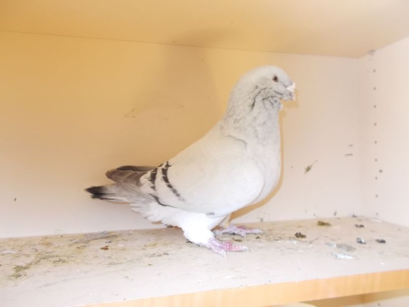 vinzari porumbei standard - porumbeistandardvanzari