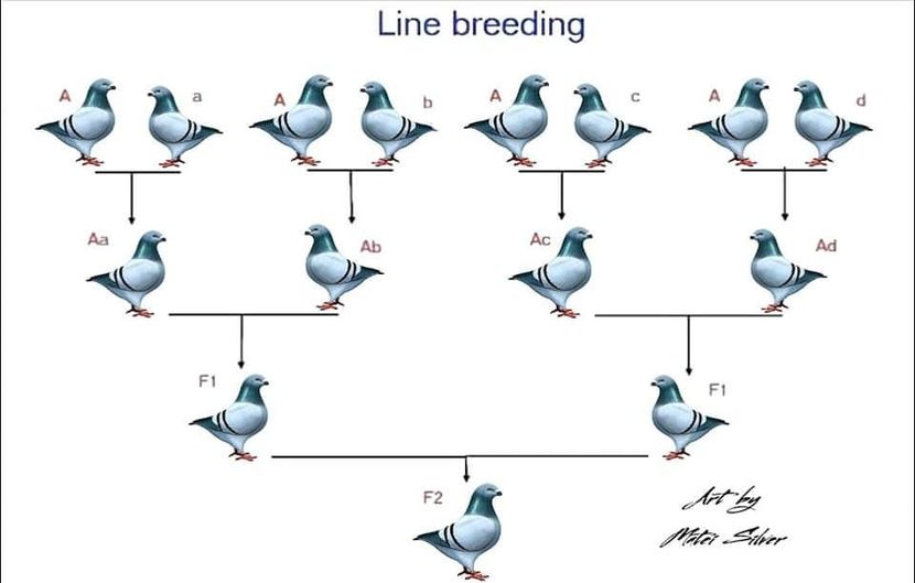 GENETICĂ - LINE BREEDING - racingnick