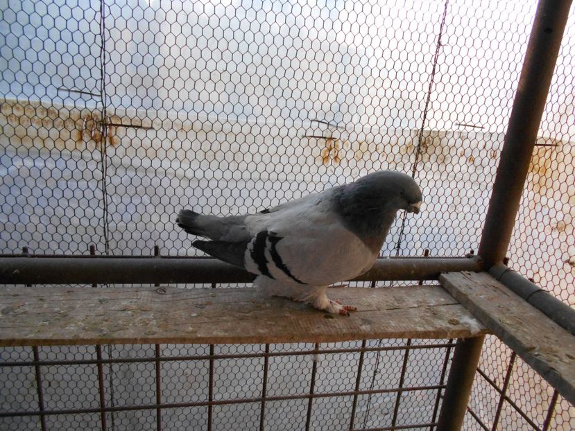 PORUMBEI VOIAJORI STANDARD 02-01-2024 - DumitrescuM