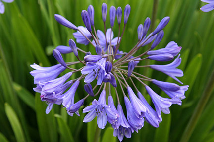 Agapanthus - crin african - clara70