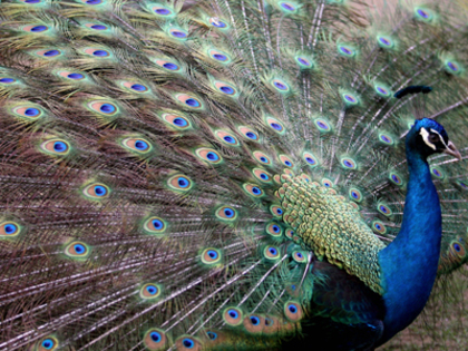 poze pauni - alyna1000 - Pagina 3