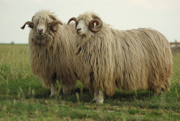 berbeci de vanzare - mircea1 - Pagina 2