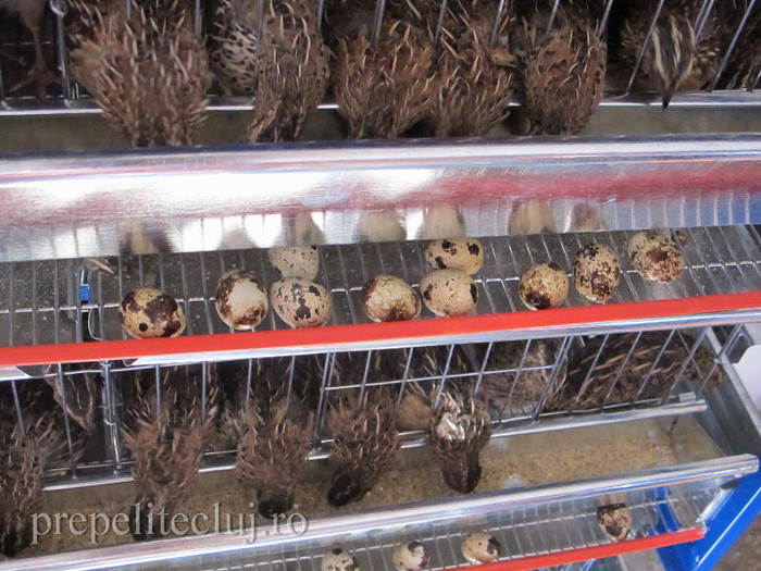 VAND OUA DE PREPELITA PT CONSUM TRATAMENT SI INCUBAT PUI DE PREPELITE ...