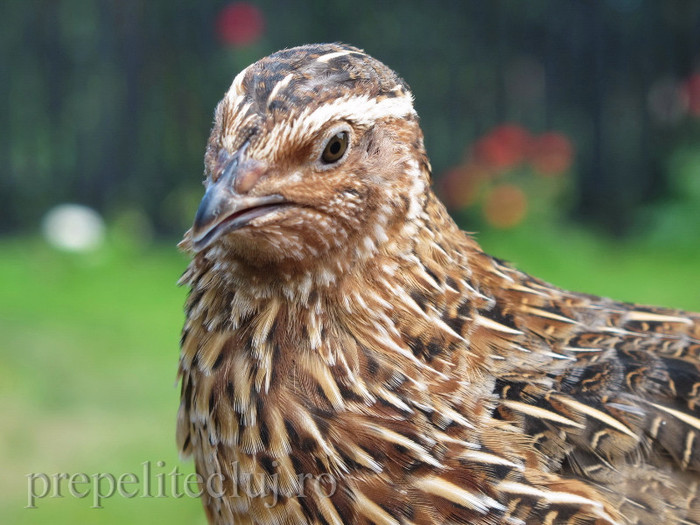 VAND OUA DE PREPELITA PT CONSUM TRATAMENT SI INCUBAT PUI DE PREPELITE ...
