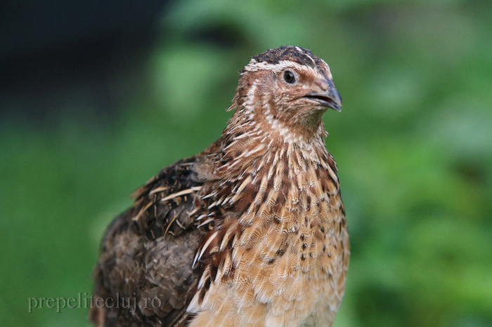 VAND OUA DE PREPELITA PT CONSUM TRATAMENT SI INCUBAT PUI DE PREPELITE ...