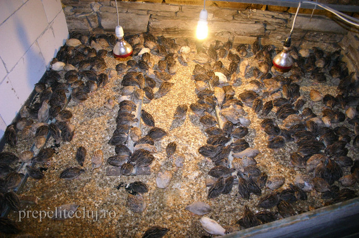 VAND OUA DE PREPELITA PT CONSUM TRATAMENT SI INCUBAT PUI DE PREPELITE ...