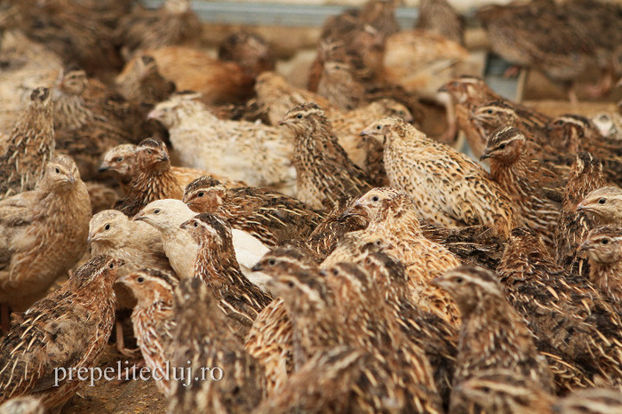 VAND OUA DE PREPELITA PT CONSUM TRATAMENT SI INCUBAT PUI DE PREPELITE ...