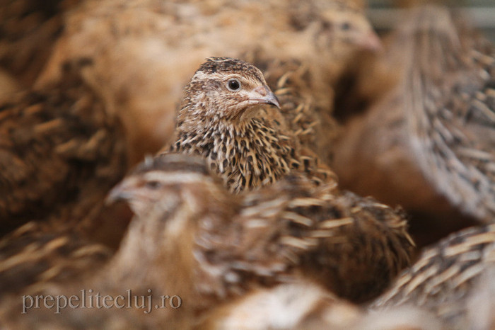 VAND OUA DE PREPELITA PT CONSUM TRATAMENT SI INCUBAT PUI DE PREPELITE ...
