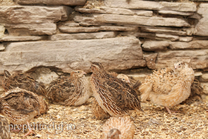VAND OUA DE PREPELITA PT CONSUM TRATAMENT SI INCUBAT PUI DE PREPELITE ...