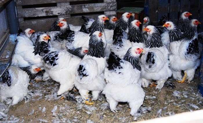 4 GAINI DE RASA Grea - pasaridecolectie