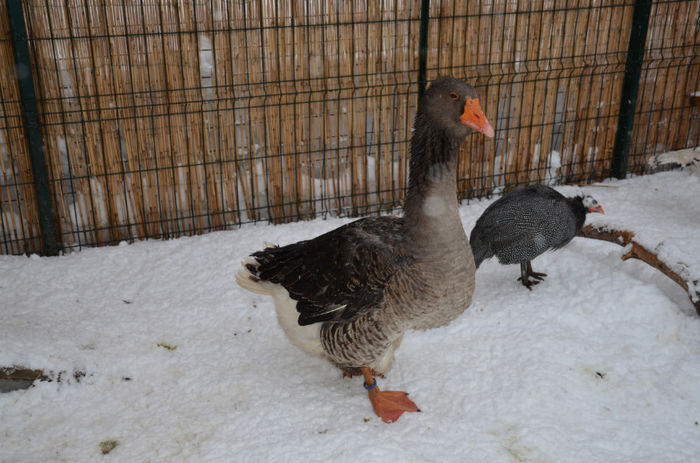 Noi achizitii feb 2013 - gainusademunte