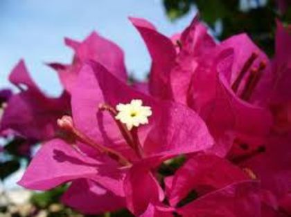 Bougainvillea floarea de hartie de vanzare - flowershop
