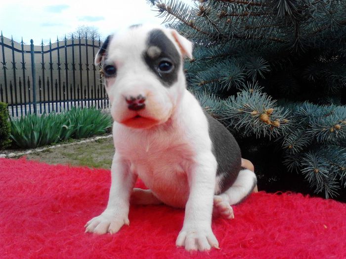 DE VANZARE PUI PITBULL BLUE NEGRU TRICOLOR- 0742279929 EXPIRAT 1 ...