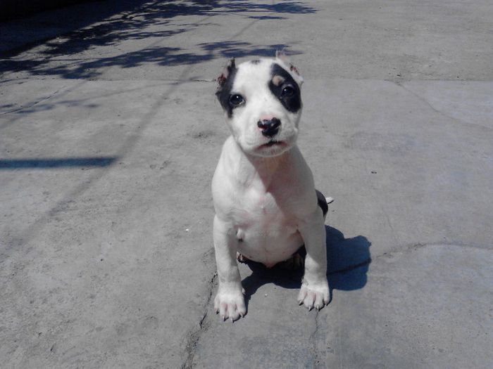 DE VANZARE PUI PITBULL BLUE NEGRU TRICOLOR- 0742279929 EXPIRAT 1 ...