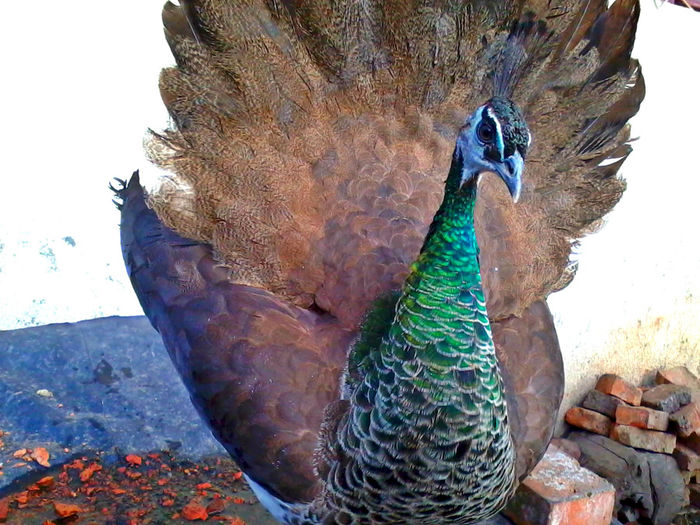 Paunita Standard - petrisor - Pagina 10