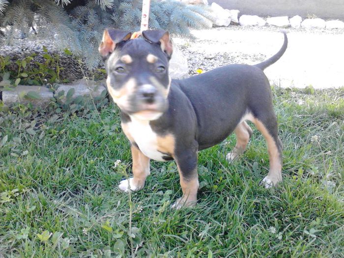 DE VANZARE PUI PITBULL BLUE NEGRU TRICOLOR- 0742279929 EXPIRAT 1 ...
