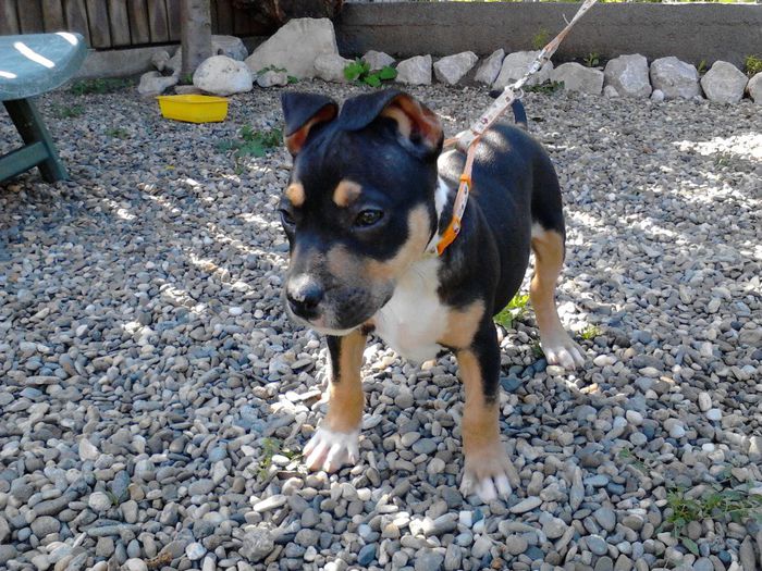 DE VANZARE PUI PITBULL BLUE NEGRU TRICOLOR- 0742279929 EXPIRAT 1 ...