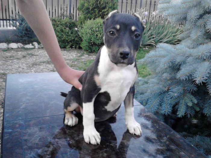 DE VANZARE PUI PITBULL BLUE NEGRU TRICOLOR- 0742279929 EXPIRAT 1 ...