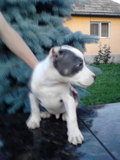 DE VANZARE PUI PITBULL BLUE NEGRU TRICOLOR- 0742279929 EXPIRAT 1 ...