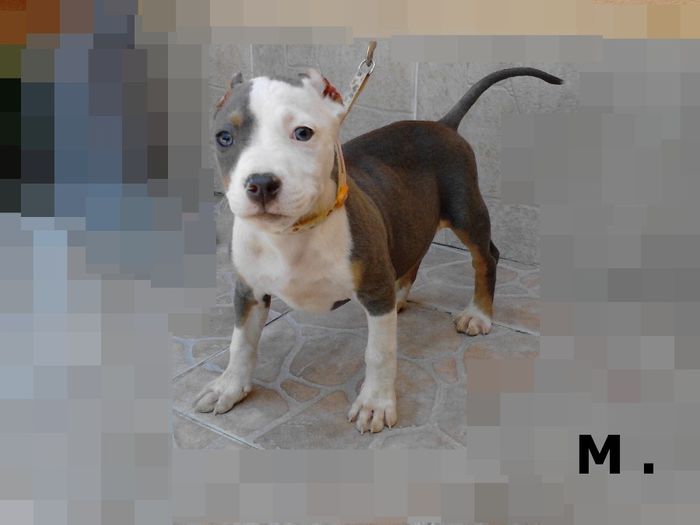 VANDUT - DE VANZARE PUI PITBULL BLUE NEGRU TRICOLOR- 0742279929 EXPIRAT ...